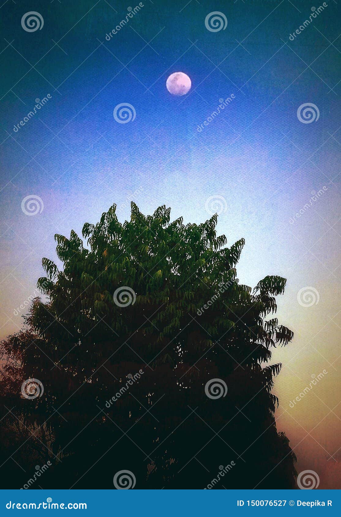 A Beautiful Moon View Over the Tree Stock Illustration - Illustration ...