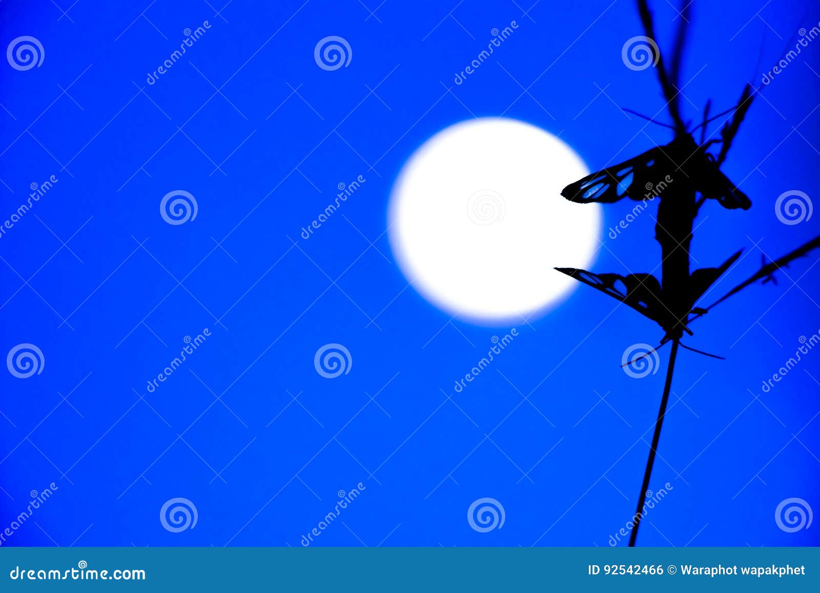 Beautiful moonlight insect stock photo. Image of moon - 92542466