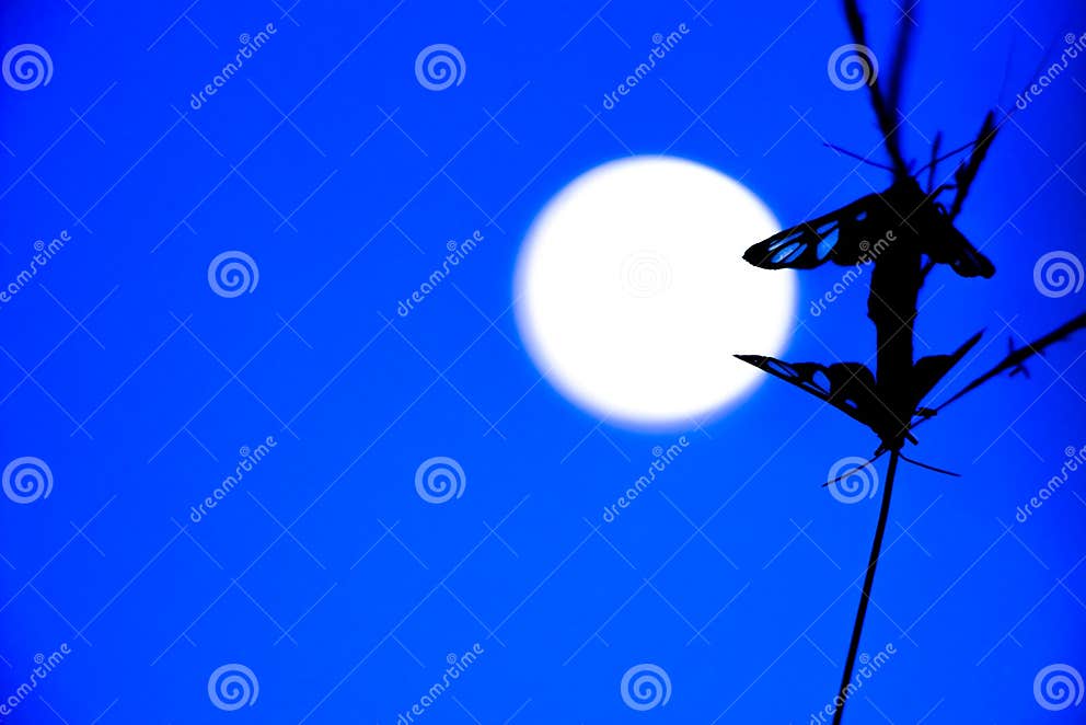 Beautiful moonlight insect stock photo. Image of moon - 92542466