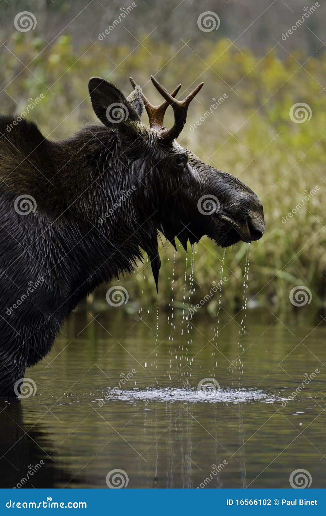 Beautiful moose stock photo. Image of park, nature, outdoors - 16566102