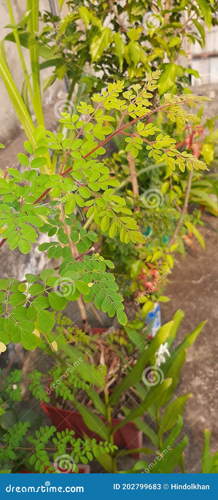 Beautiful Moringa Or Sahjan Tree Trunk View. Drought Resistant Tree Of ...