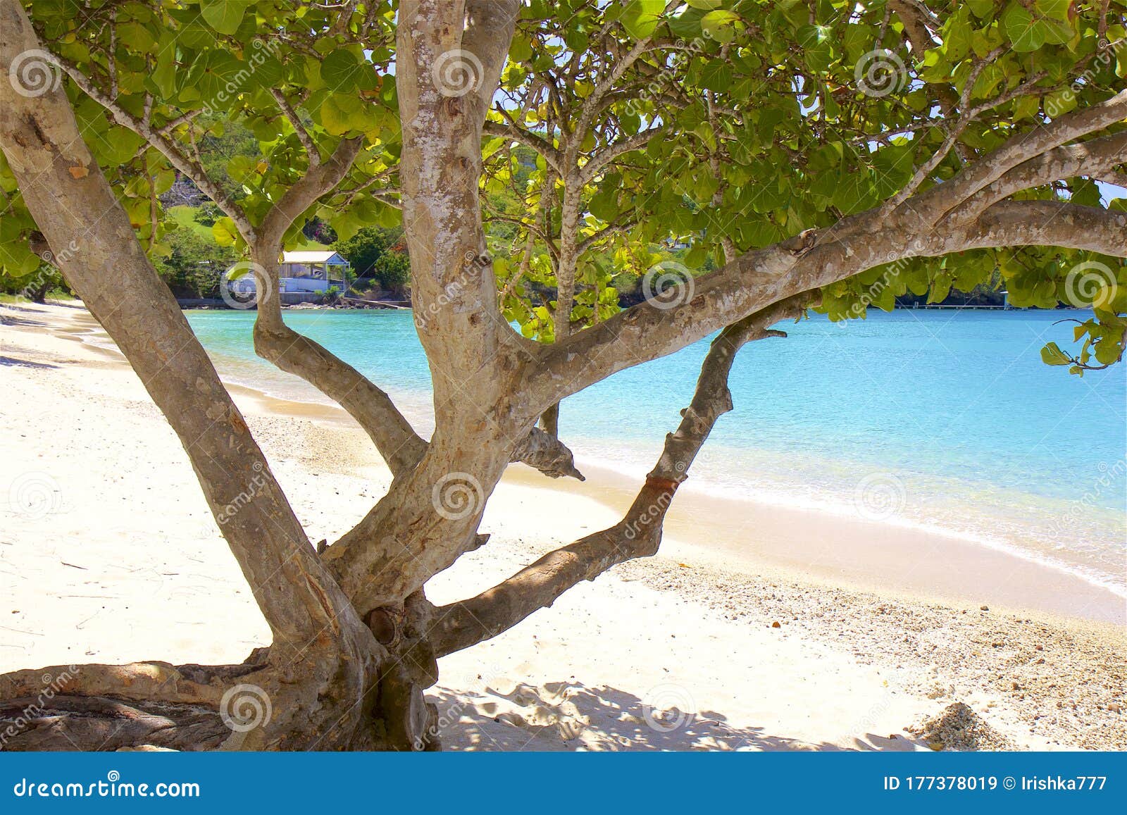Morne Rouge Beach in Grenada, Caribbean Stock Image - Image of grenada ...