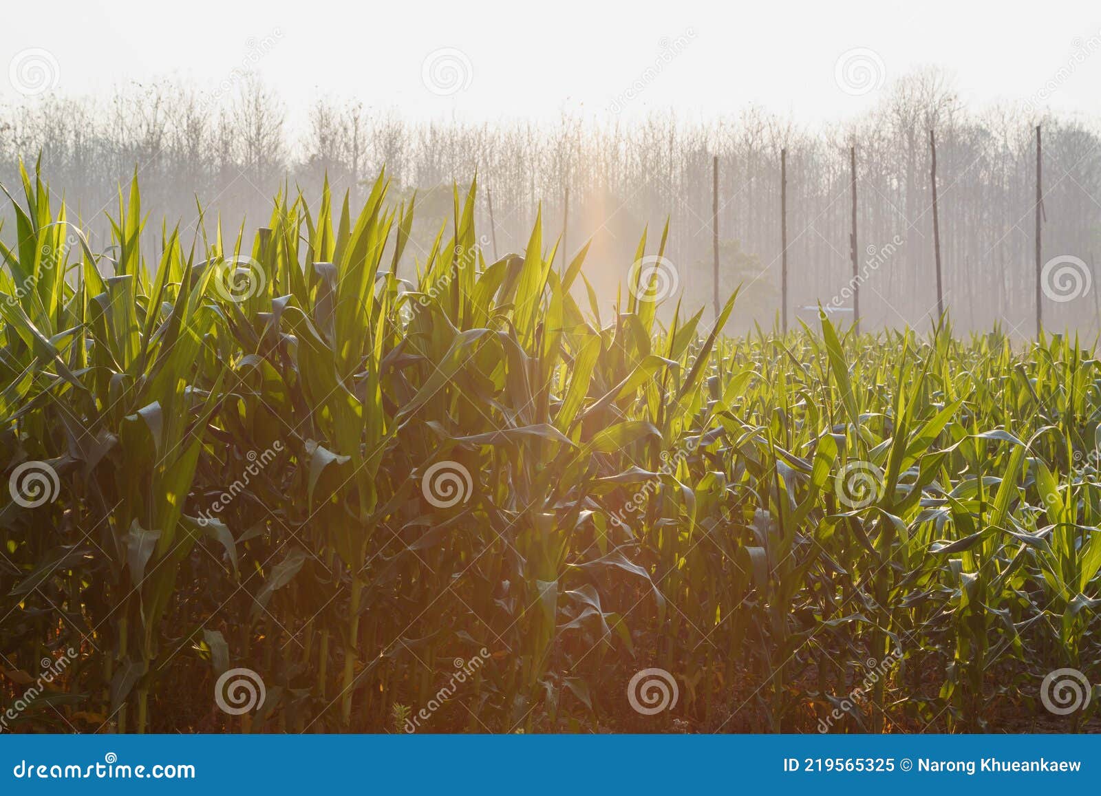 Beautiful Morning the Corn Field Stock Image - Image of farming ...