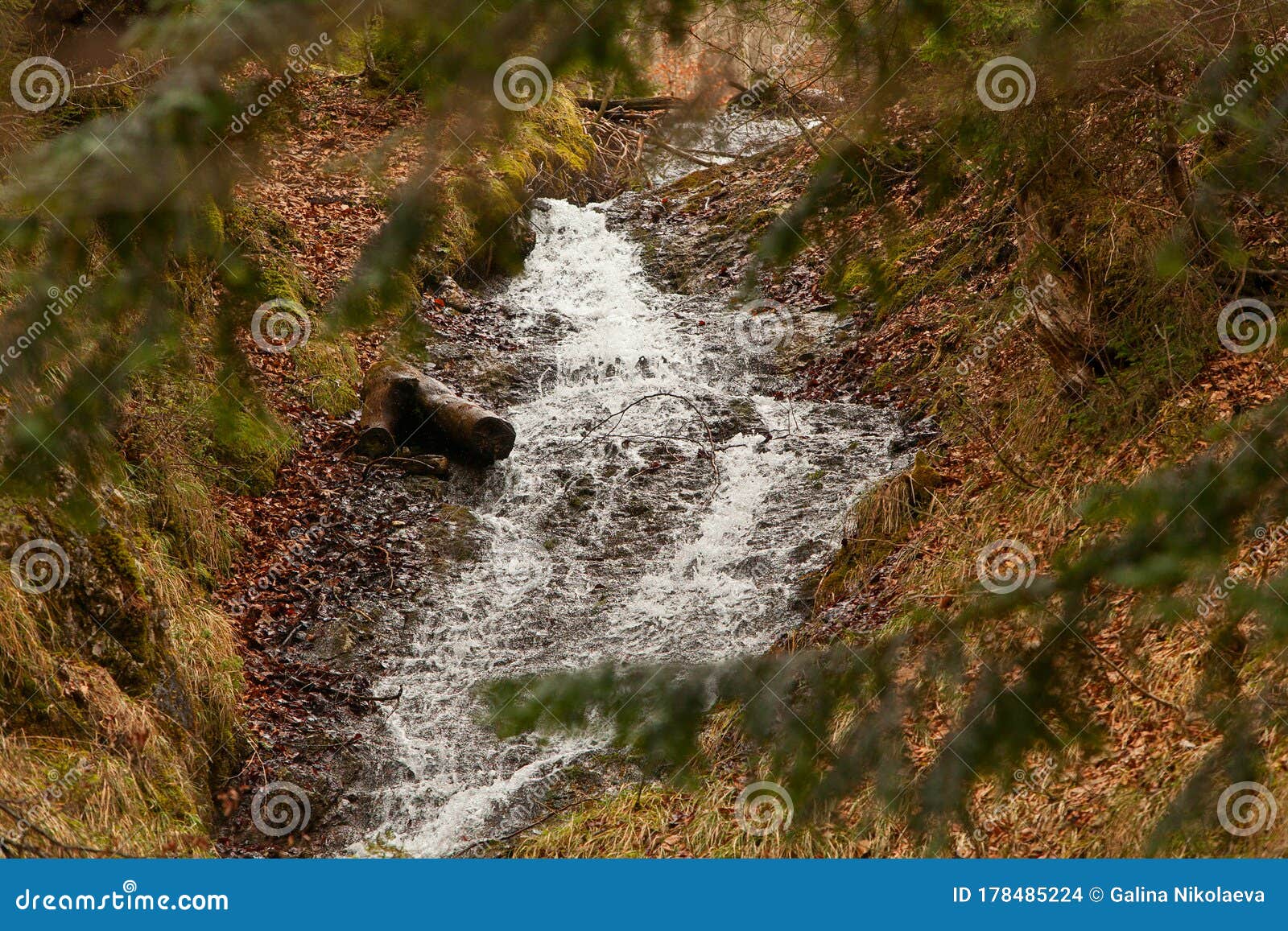 Beautiful Morning Forest Landscape without People in Mountains Stock ...