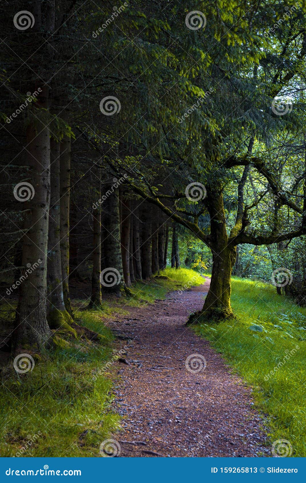 Beautiful Morning Forest, Pathway through the Beautiful Forest Stock ...