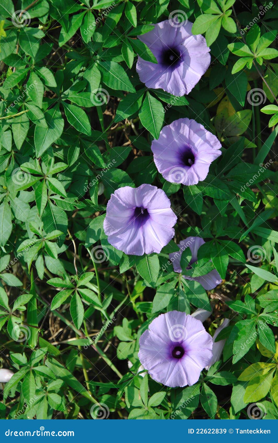 Beautiful morning glory stock image. Image of flora, climb - 22622839