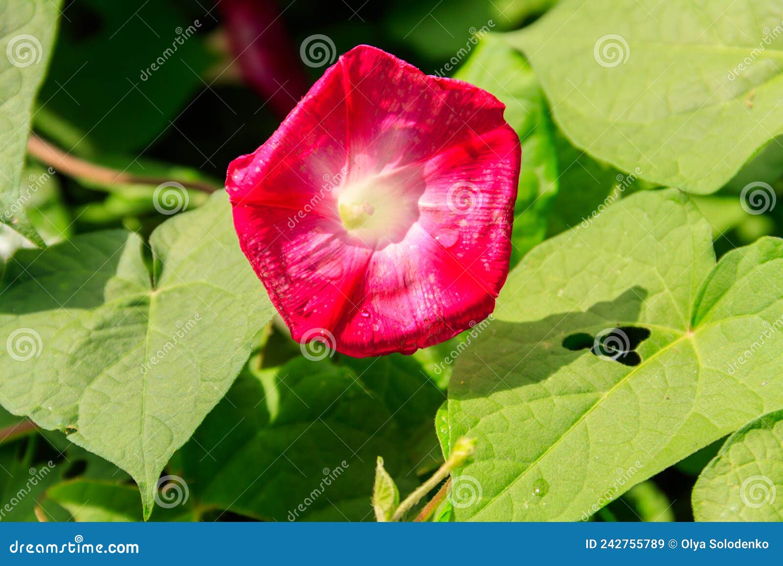 Beautiful Morning Glory Flower in Garden Stock Image - Image of ...