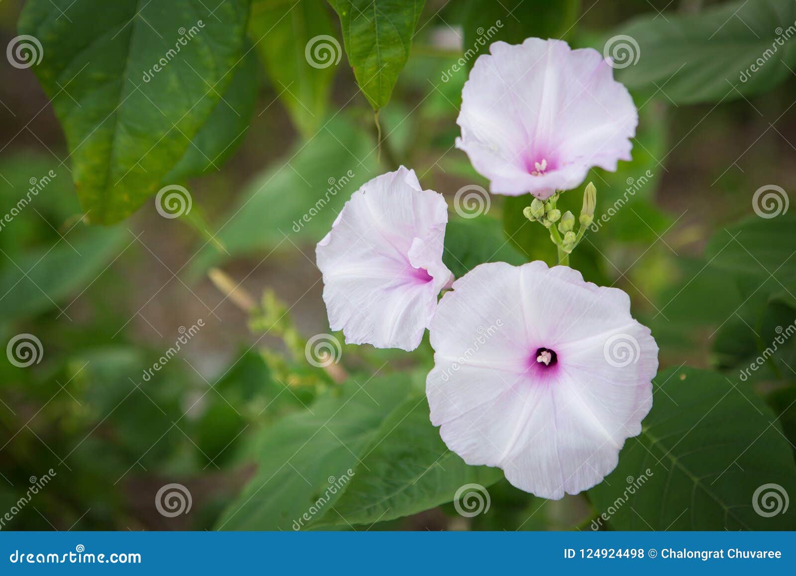 Beautiful Morning Glory Tree Stock Photo - Image of close, outdoors ...
