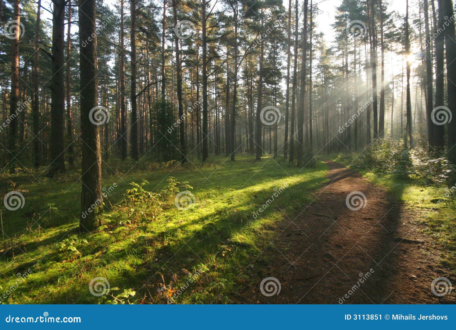 Beautiful Morning Light in the Stock Image - Image of fall, misty: 3113851