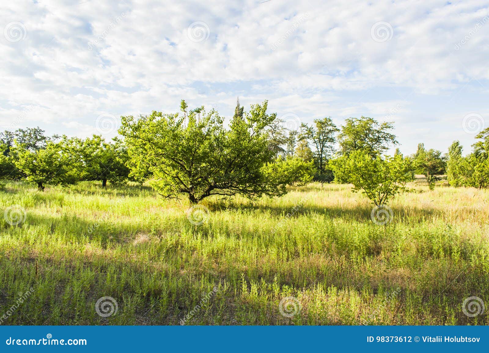 Beautiful Morning Light in the Garden. Stock Photo - Image of ...