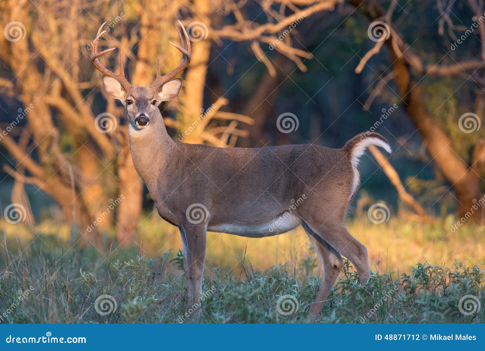Beautiful Morning Light on Whitetail Buck Stock Photo - Image of light ...