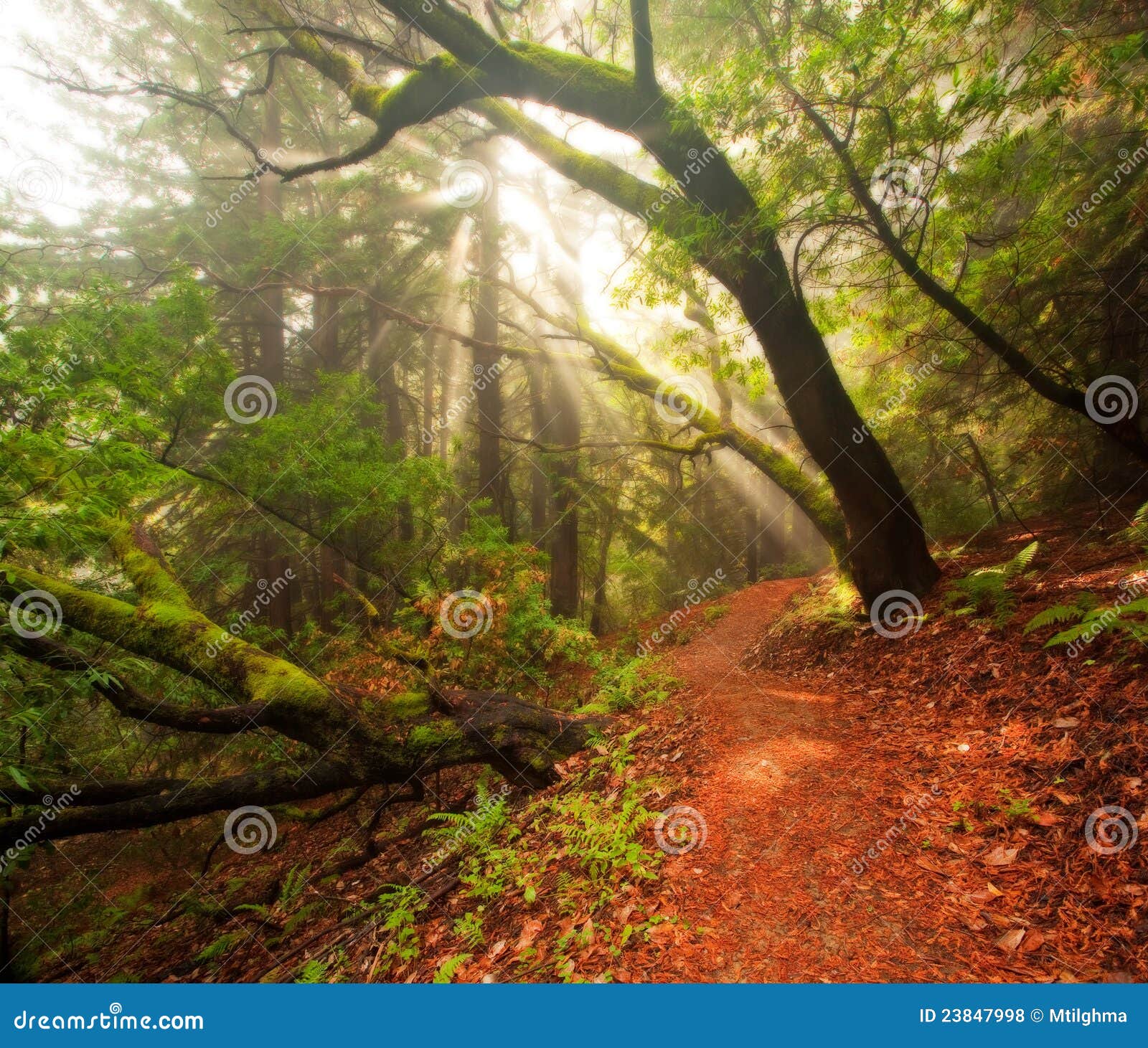 Beautiful Morning in Lush Forest Stock Photo - Image of lush, autumn ...