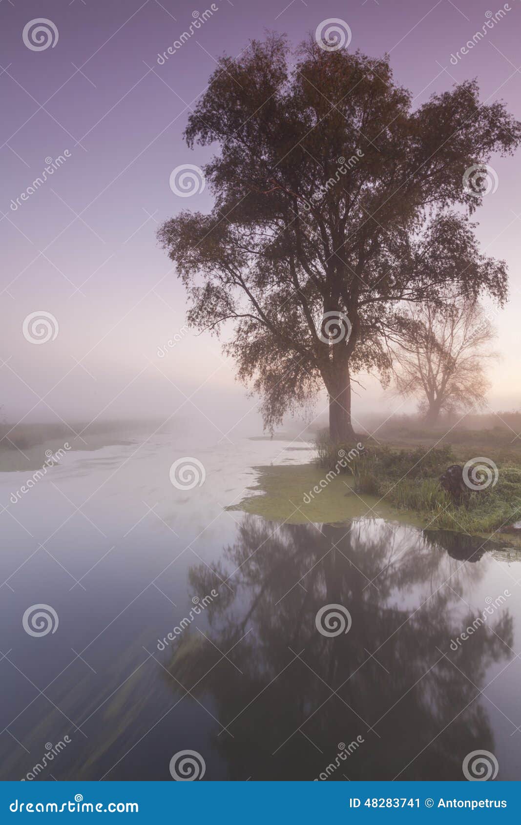 Beautiful Morning Mist Landscape Near a River. Stock Image - Image of ...