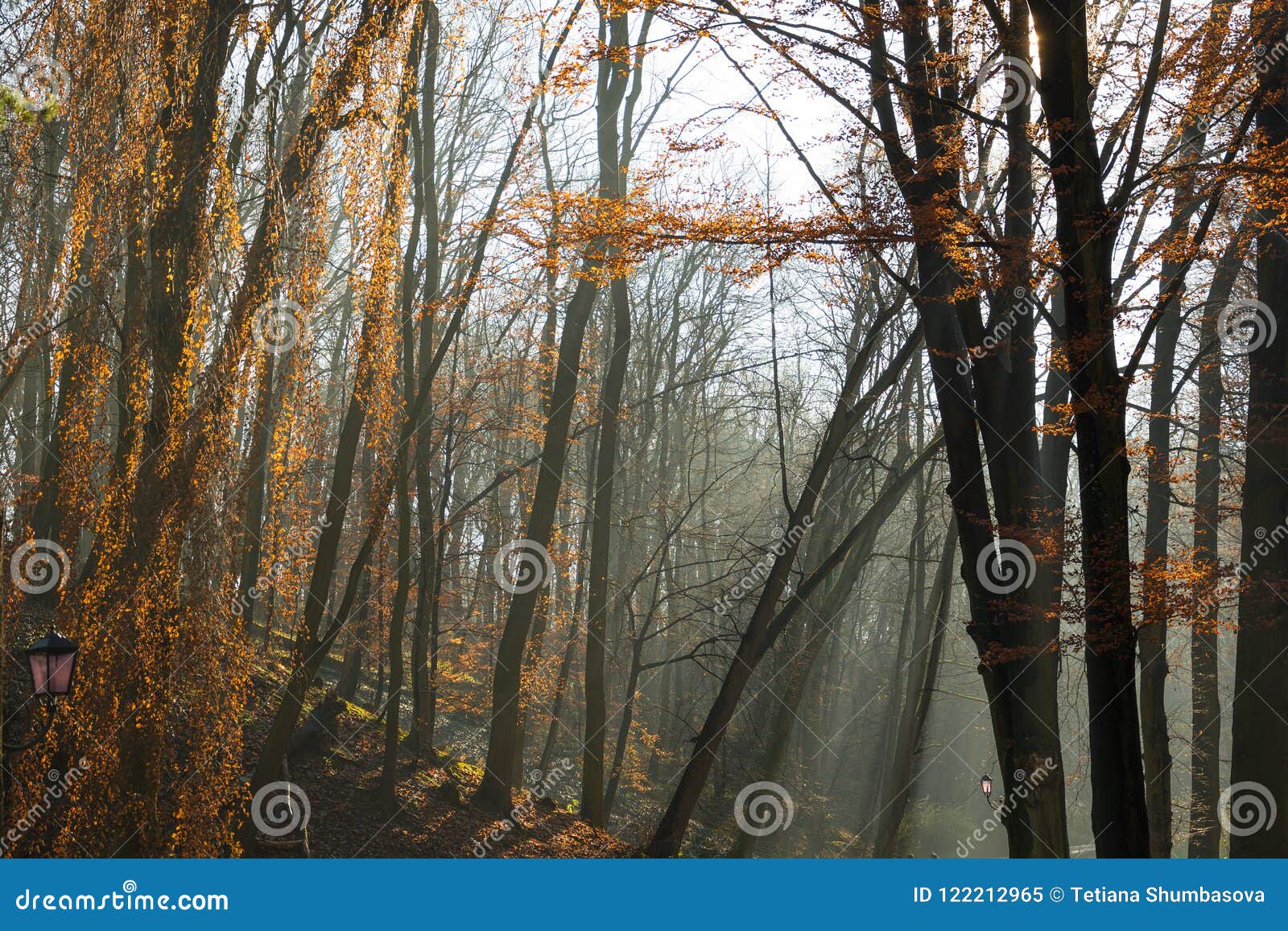 Beautiful Morning in the Misty Autumn Park with Sun Rays. Fall Stock ...