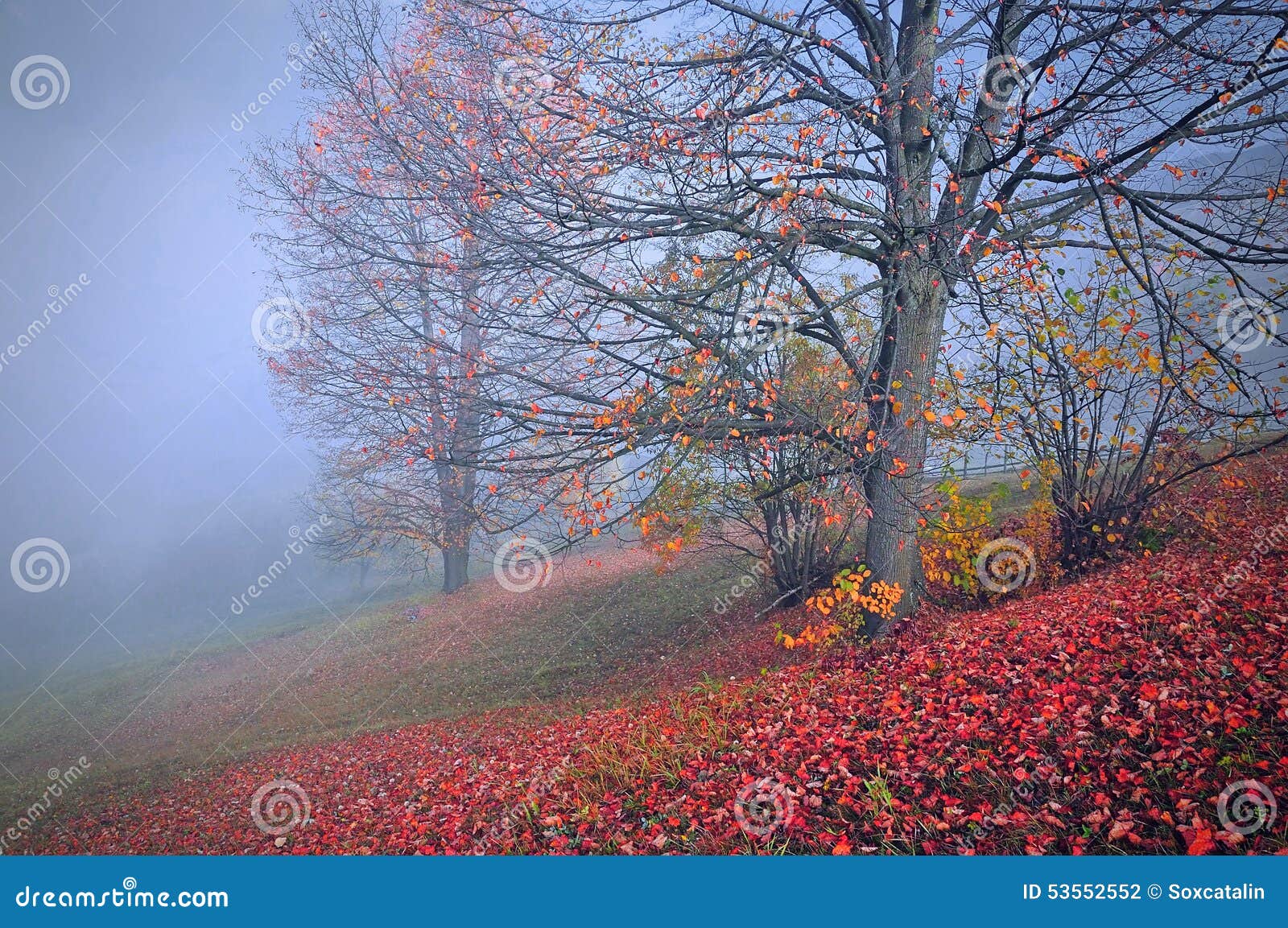 Beautiful Morning in the Misty Autumn Stock Photo - Image of scenic ...