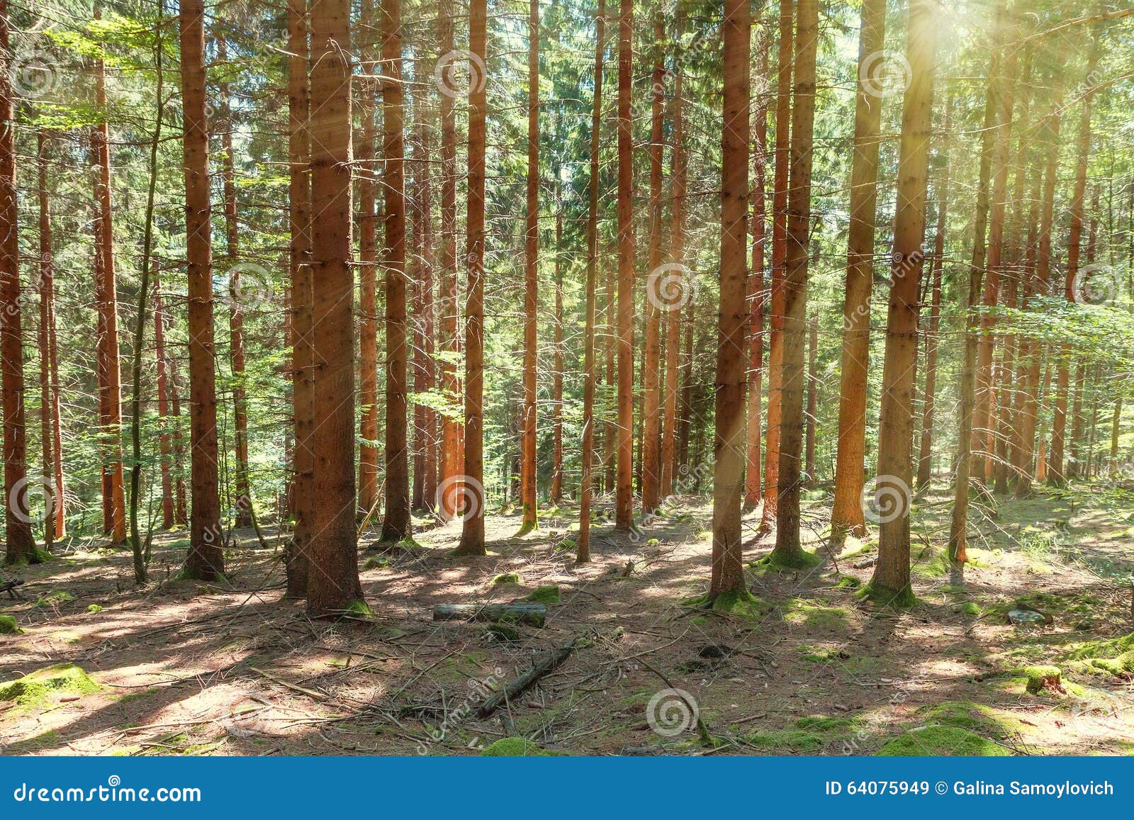 Beautiful Morning Scene in the Forest Stock Image - Image of magic ...