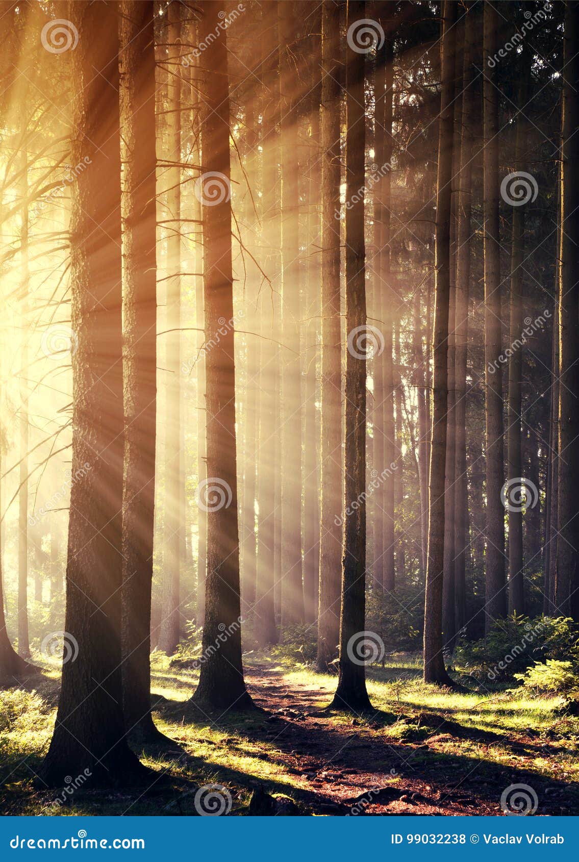 Forest with sun rays. stock photo. Image of park, environment - 99032238