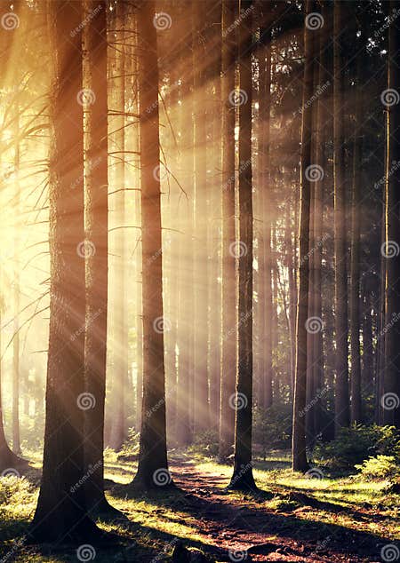 Forest with sun rays. stock photo. Image of park, environment - 99032238