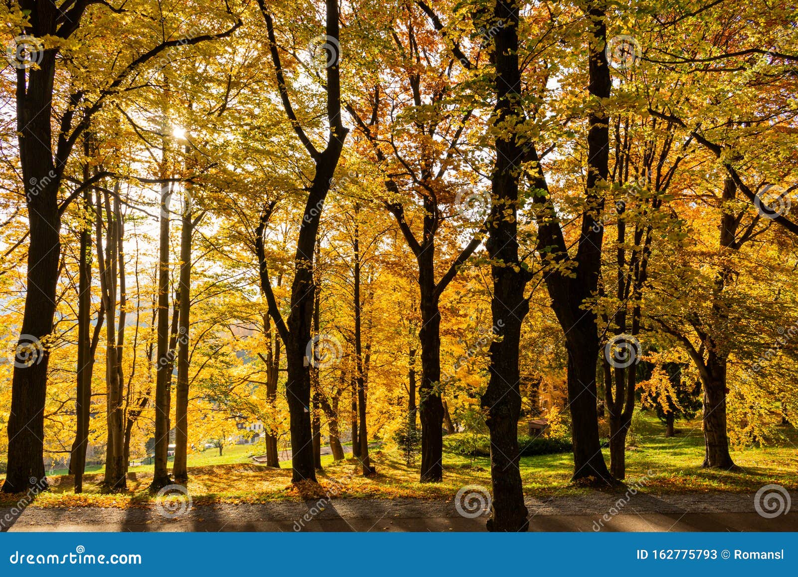 Beautiful Morning Scene in the Forest with Sun Rays and Long Shadows ...