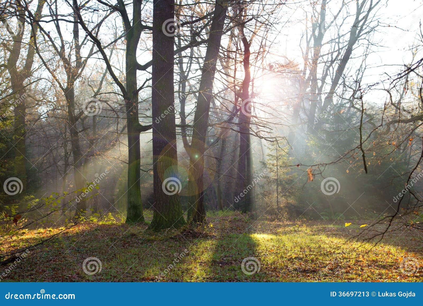Beautiful Morning Scene in the Forest Stock Image - Image of warm ...