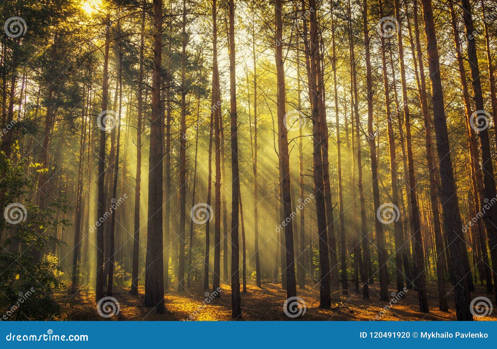 Beautiful Morning Scene, Sun Rays Break through the Branches of Trees ...