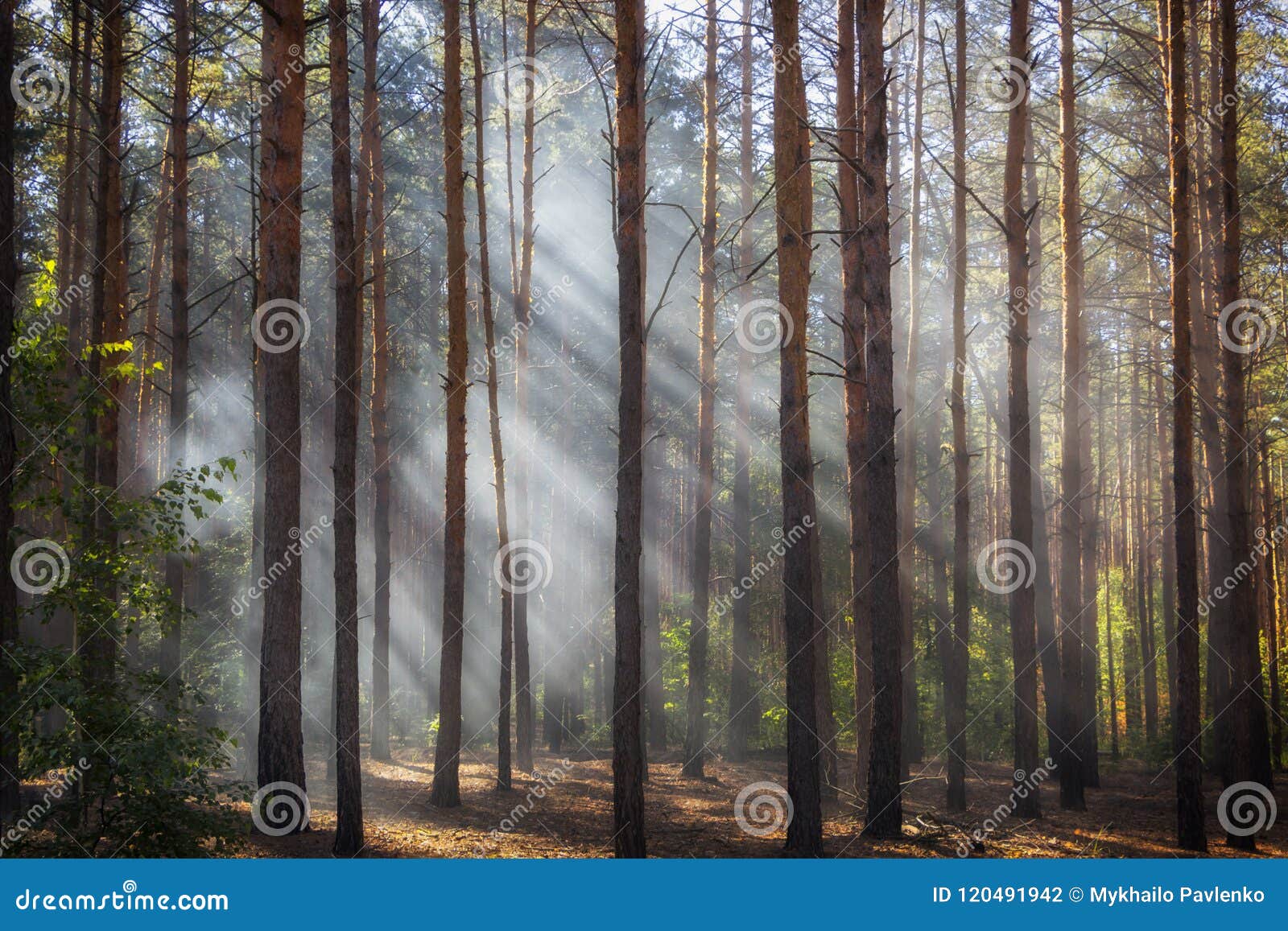 Beautiful Morning Scene, Sun Rays Break through the Branches of Trees ...