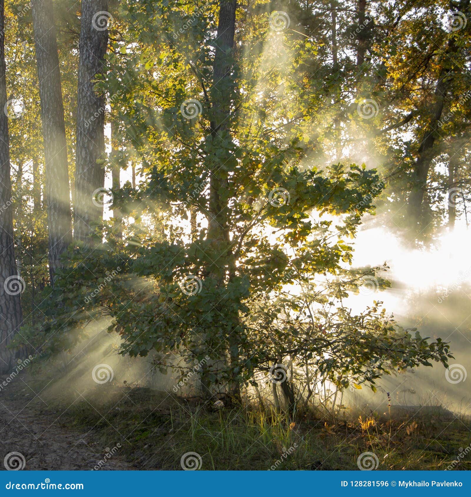 Beautiful Morning Scene, Sun Rays Break through the Branches of Trees ...