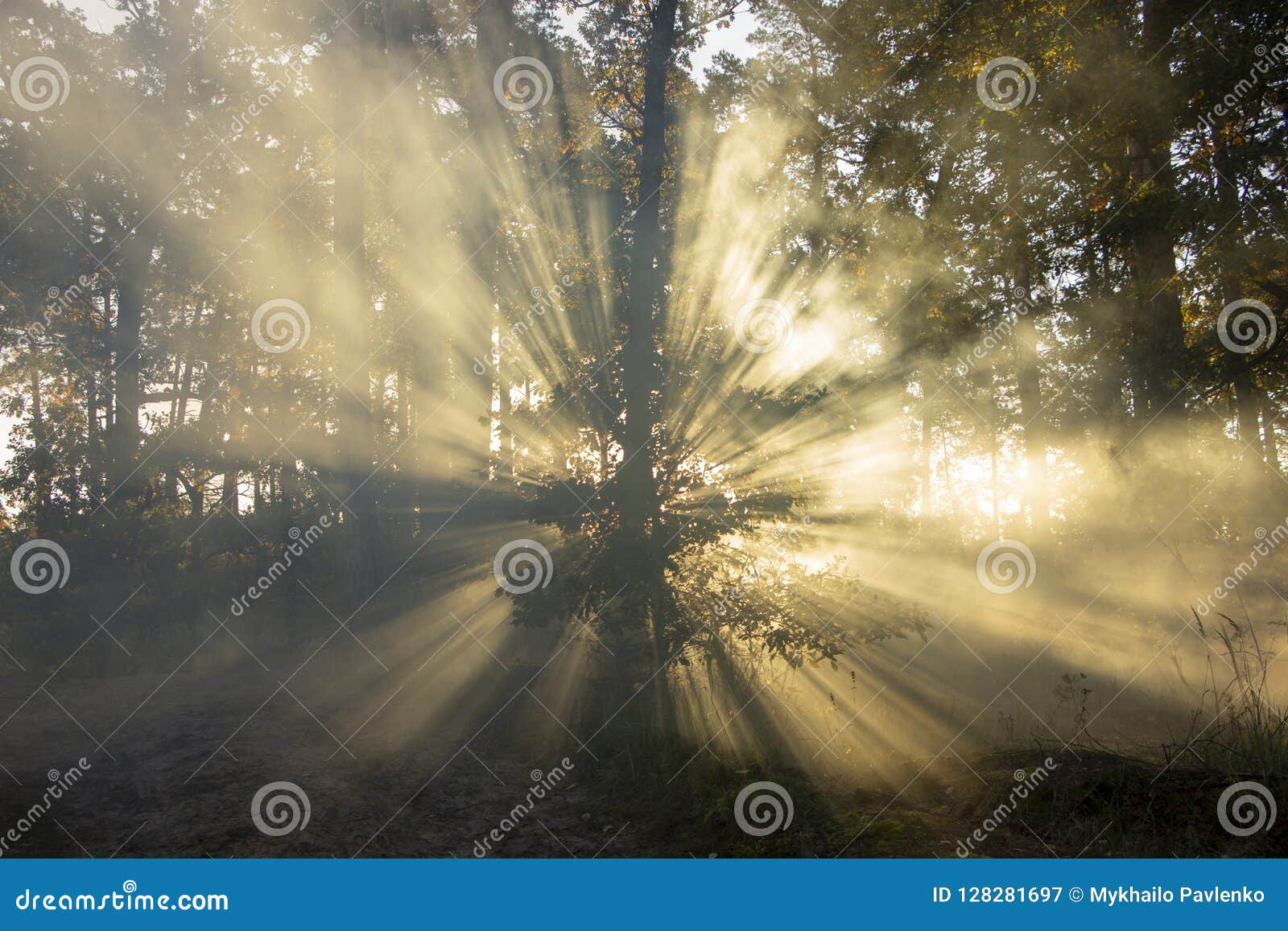 Beautiful Morning Scene, Sun Rays Break through the Branches of Trees ...