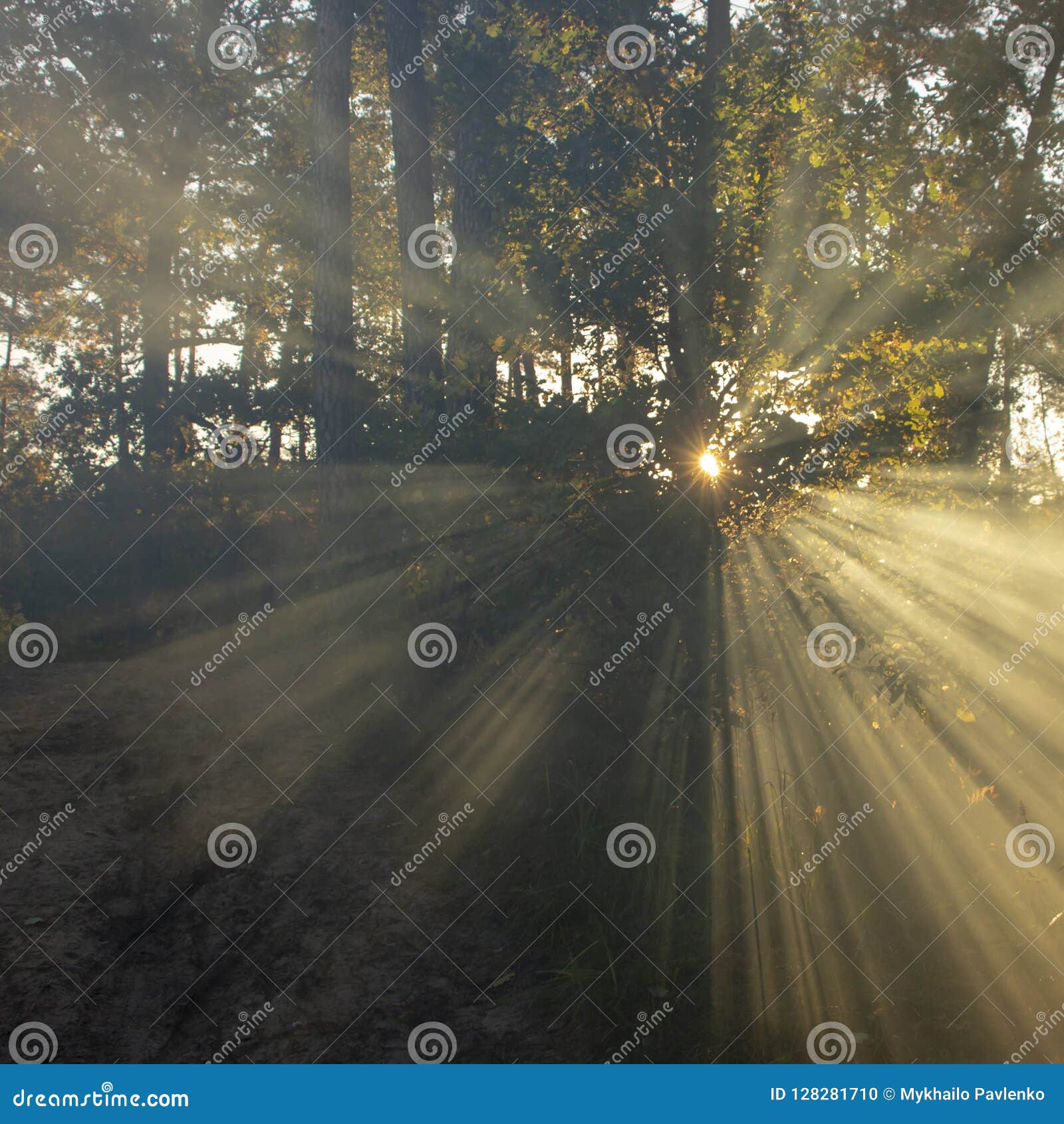 Beautiful Morning Scene, Sun Rays Break through the Branches of Trees ...