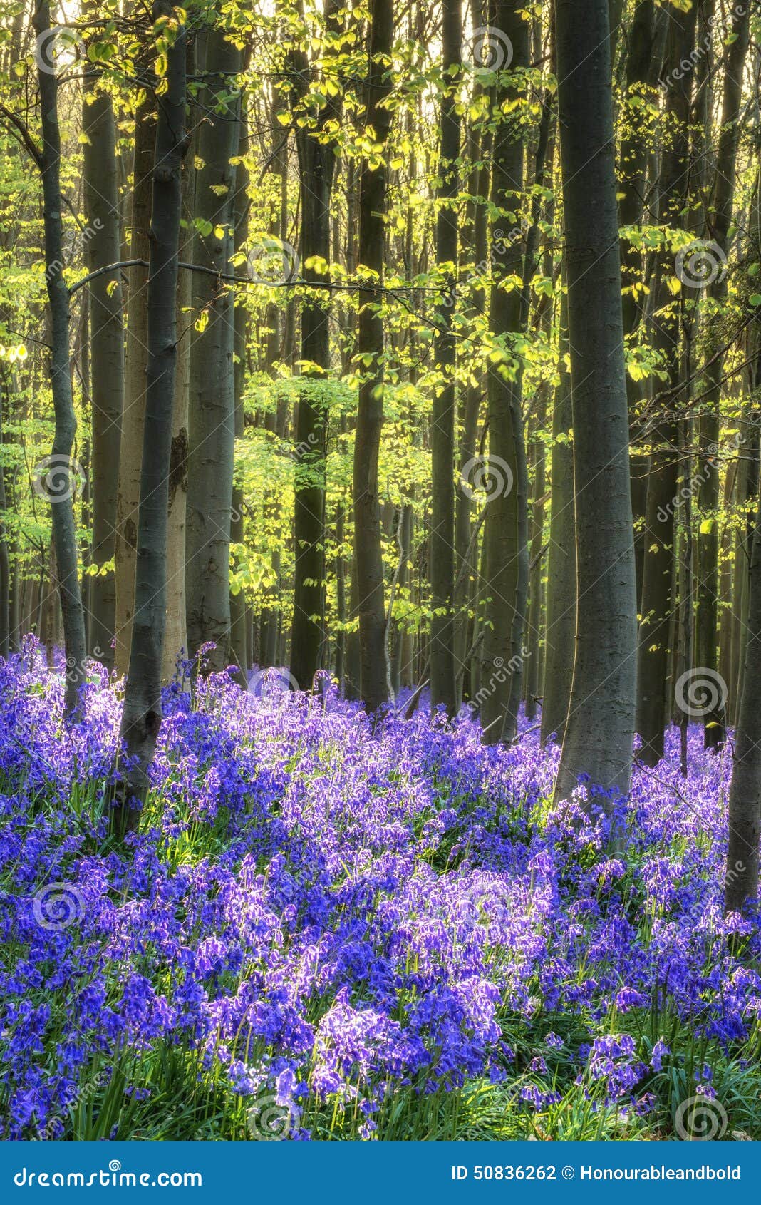 Beautiful Morning in Spring Bluebell Forest with Sun Beams through ...