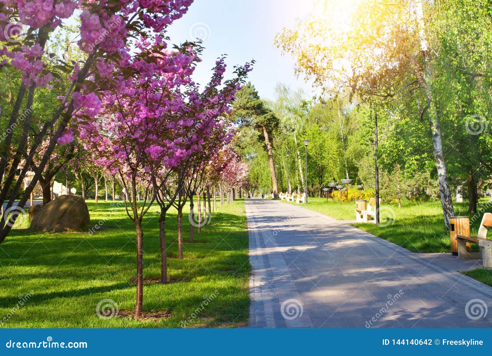 Beautiful Morning Spring Park Landscape with Cherry Blooming Trees ...