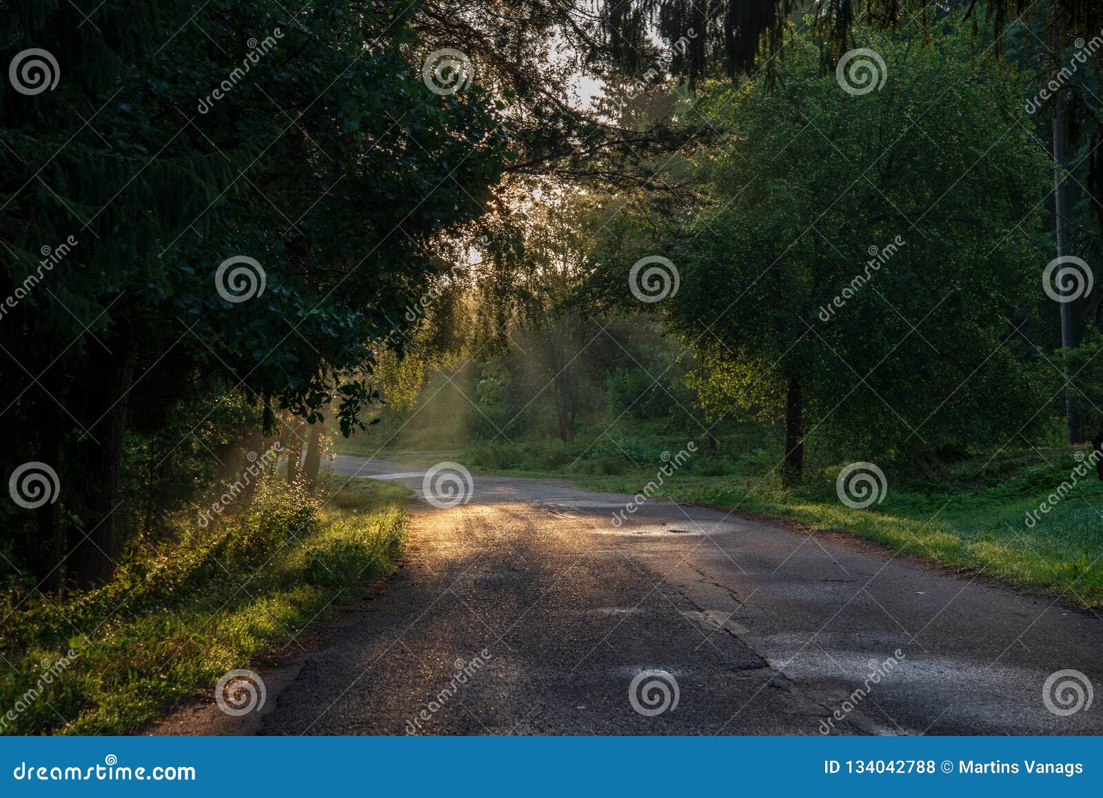 Beautiful Morning Sun Light Shining through the Trees on the Road, Sun ...