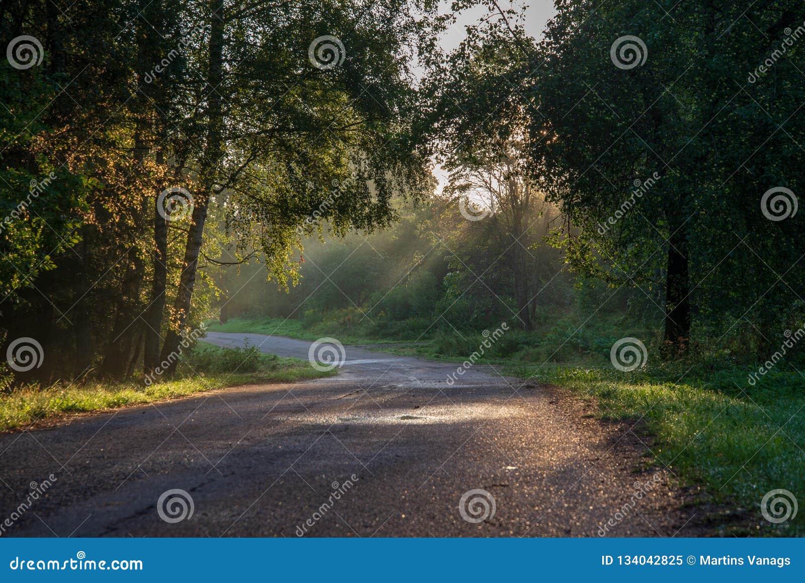 Beautiful Morning Sun Light Shining through the Trees on the Road, Sun ...