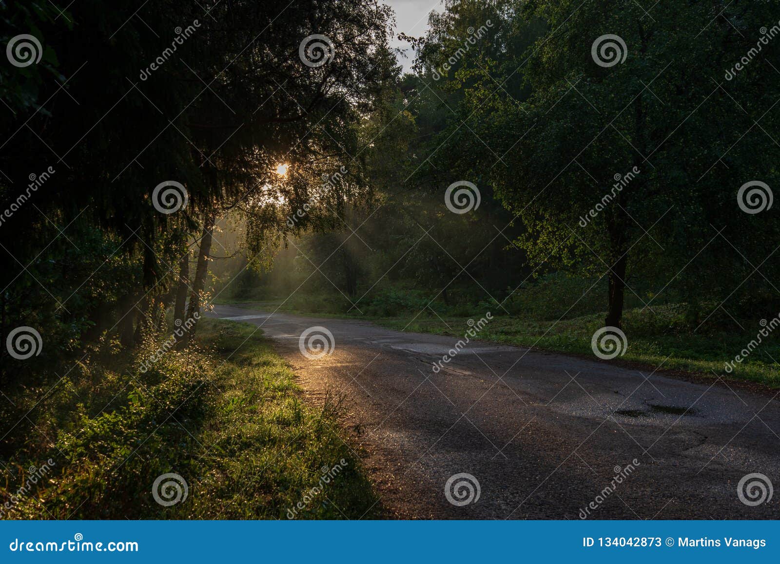 Beautiful Morning Sun Light Shining through the Trees on the Road, Sun ...