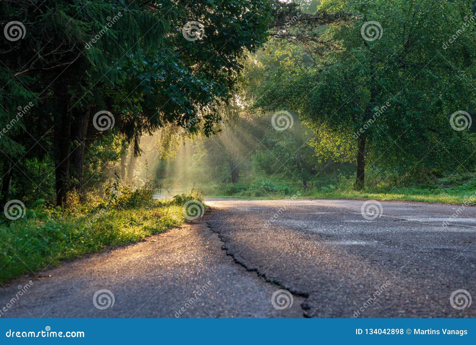 Beautiful Morning Sun Light Shining through the Trees on the Road, Sun ...