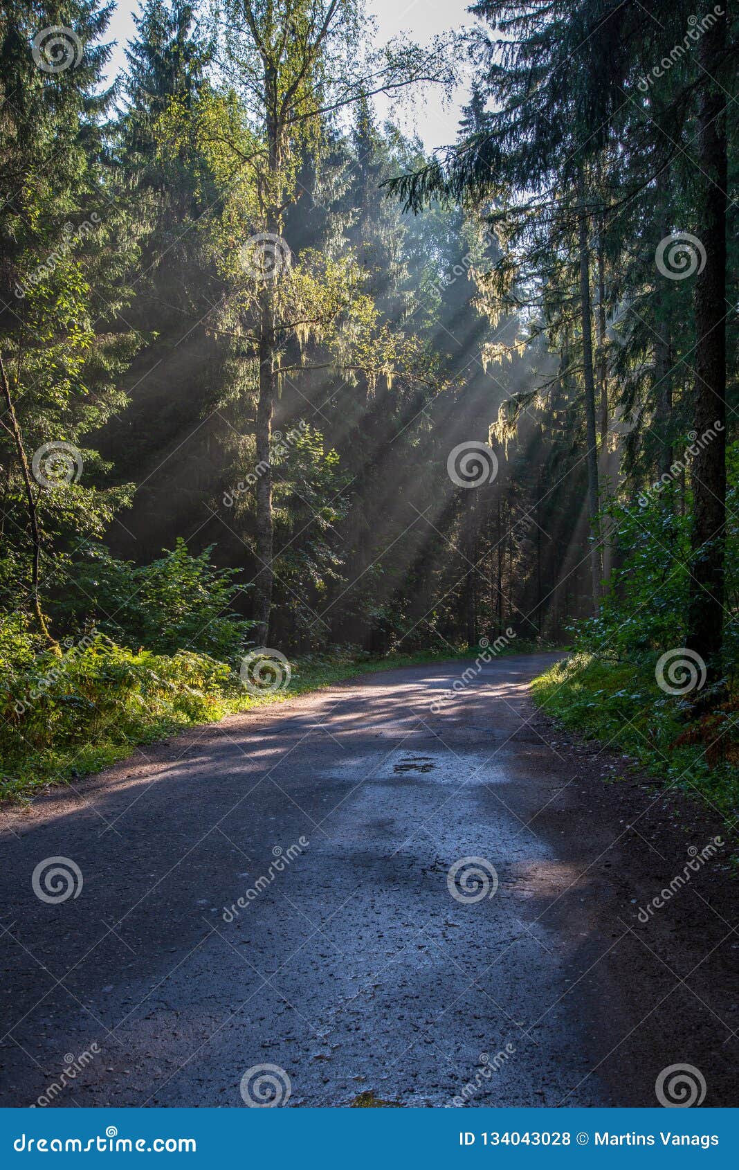 Beautiful Morning Sun Light Shining through the Trees on the Road, Sun ...