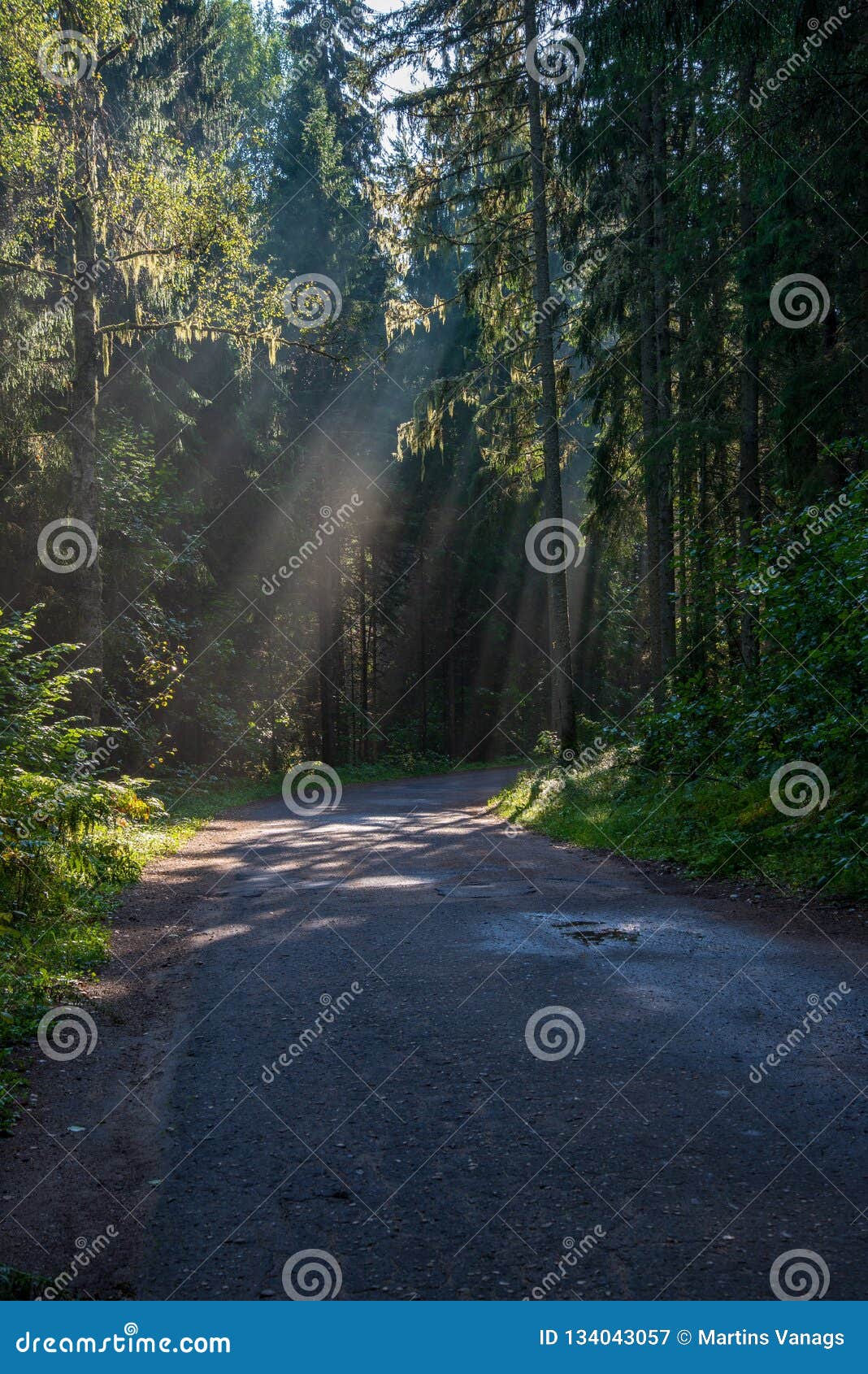 Beautiful Morning Sun Light Shining through the Trees on the Road, Sun ...