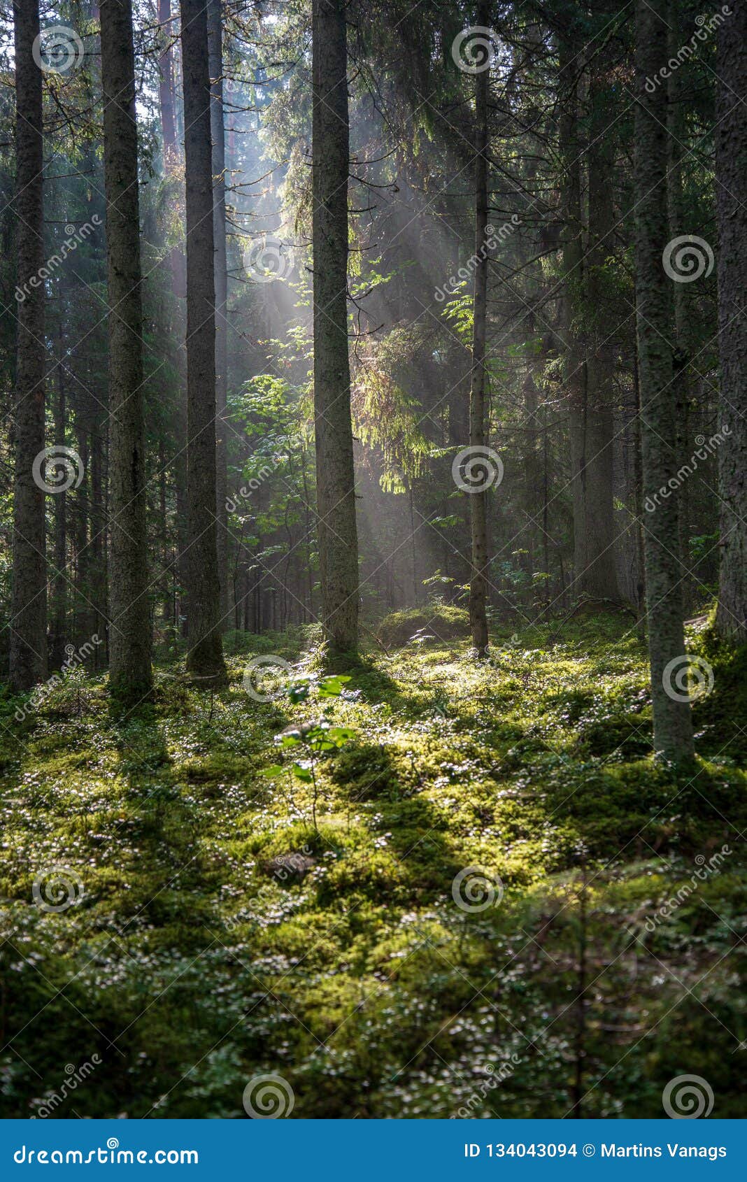 Beautiful Morning Sun Light Shining through the Trees on the Road, Sun ...