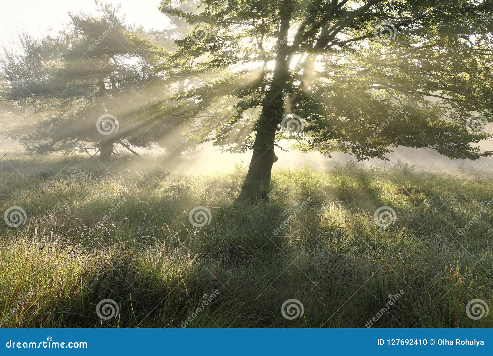 Beautiful Morning Sunbeams through Tree Leaves Stock Photo - Image of ...