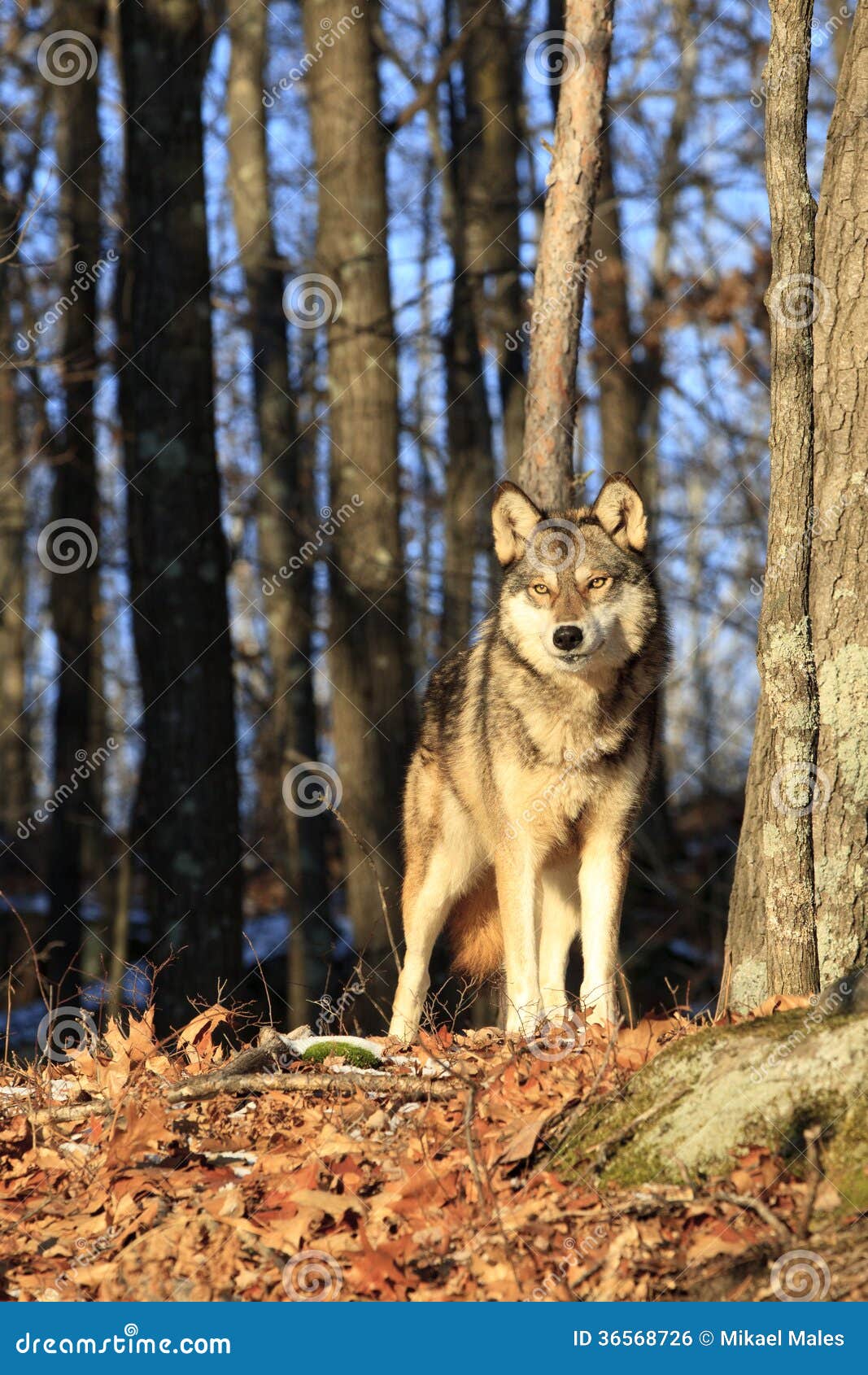 Beautiful Morning Sunlit Timber Wolf Stock Photo - Image of canidae ...