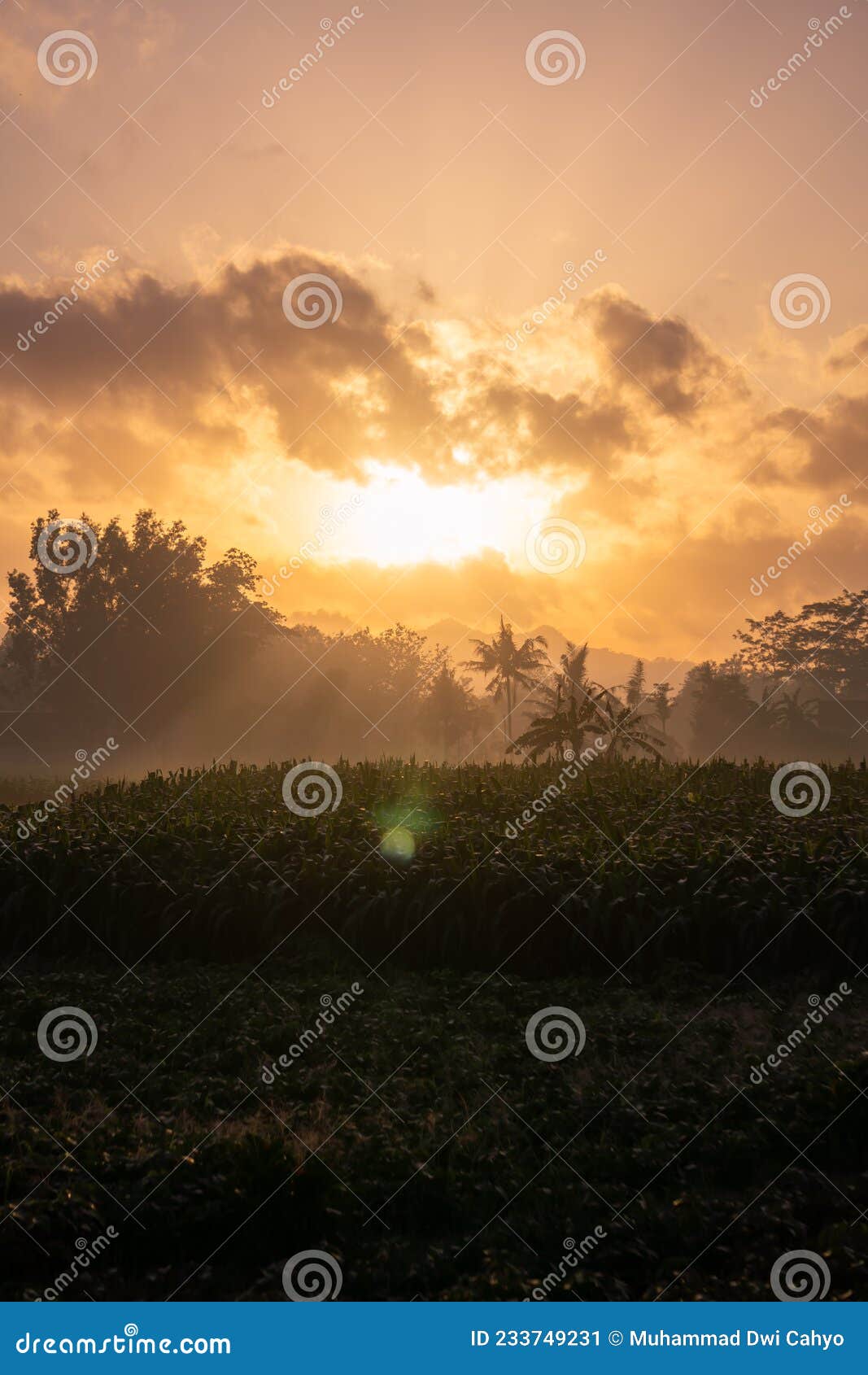 Beautiful Morning Sunrise in the Field Stock Image - Image of landscape ...