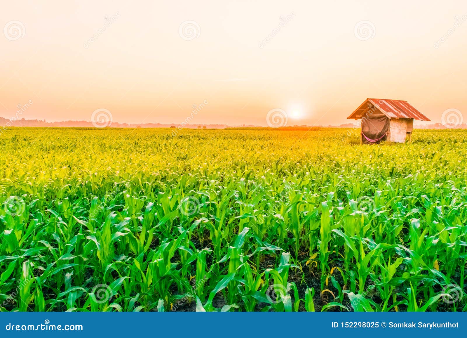 Sunrise Over the Corn Field Stock Image - Image of clear, clouds: 152298025