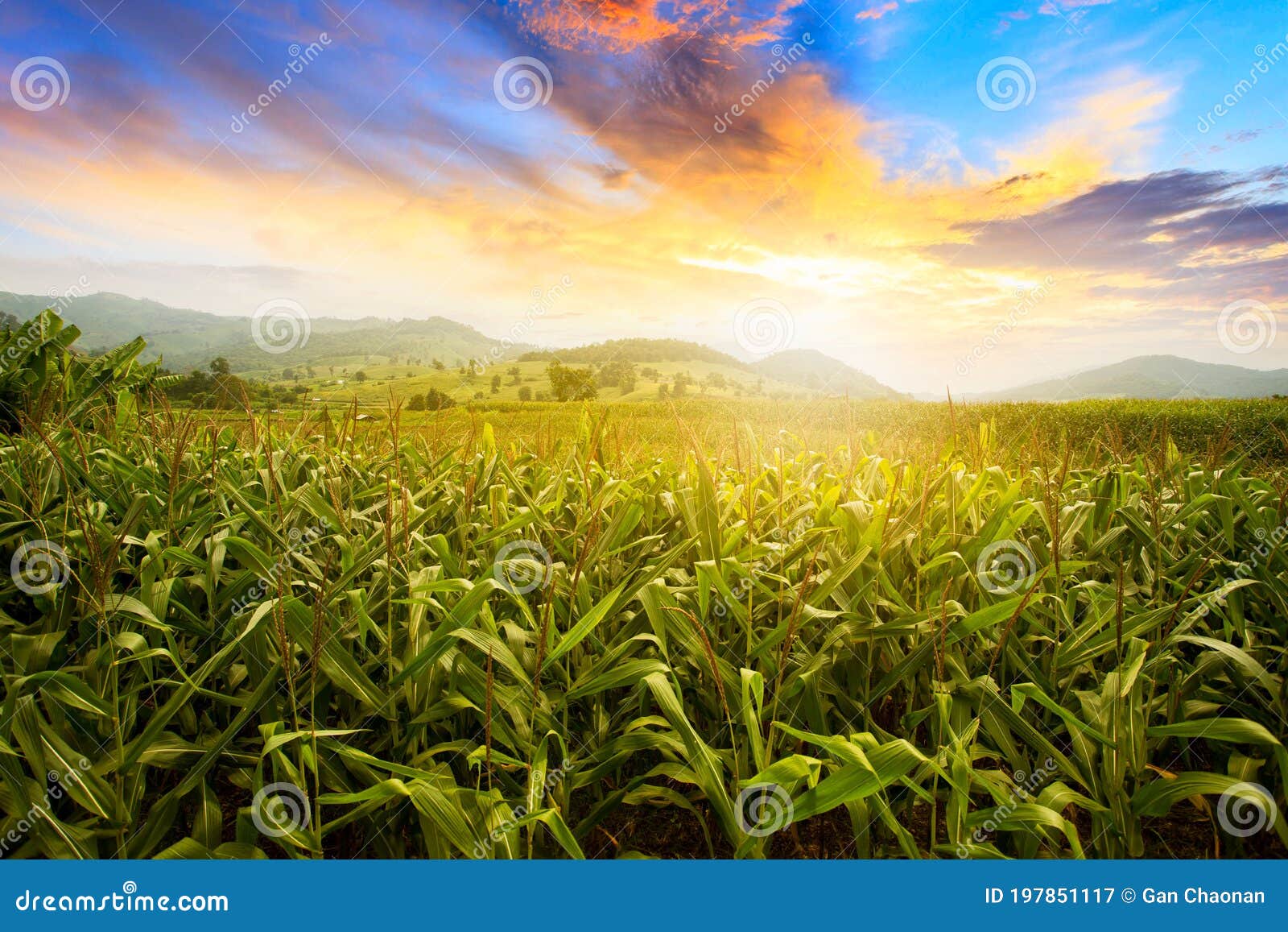 Beautiful Morning Sunrise Over the Corn Field Stock Image - Image of ...