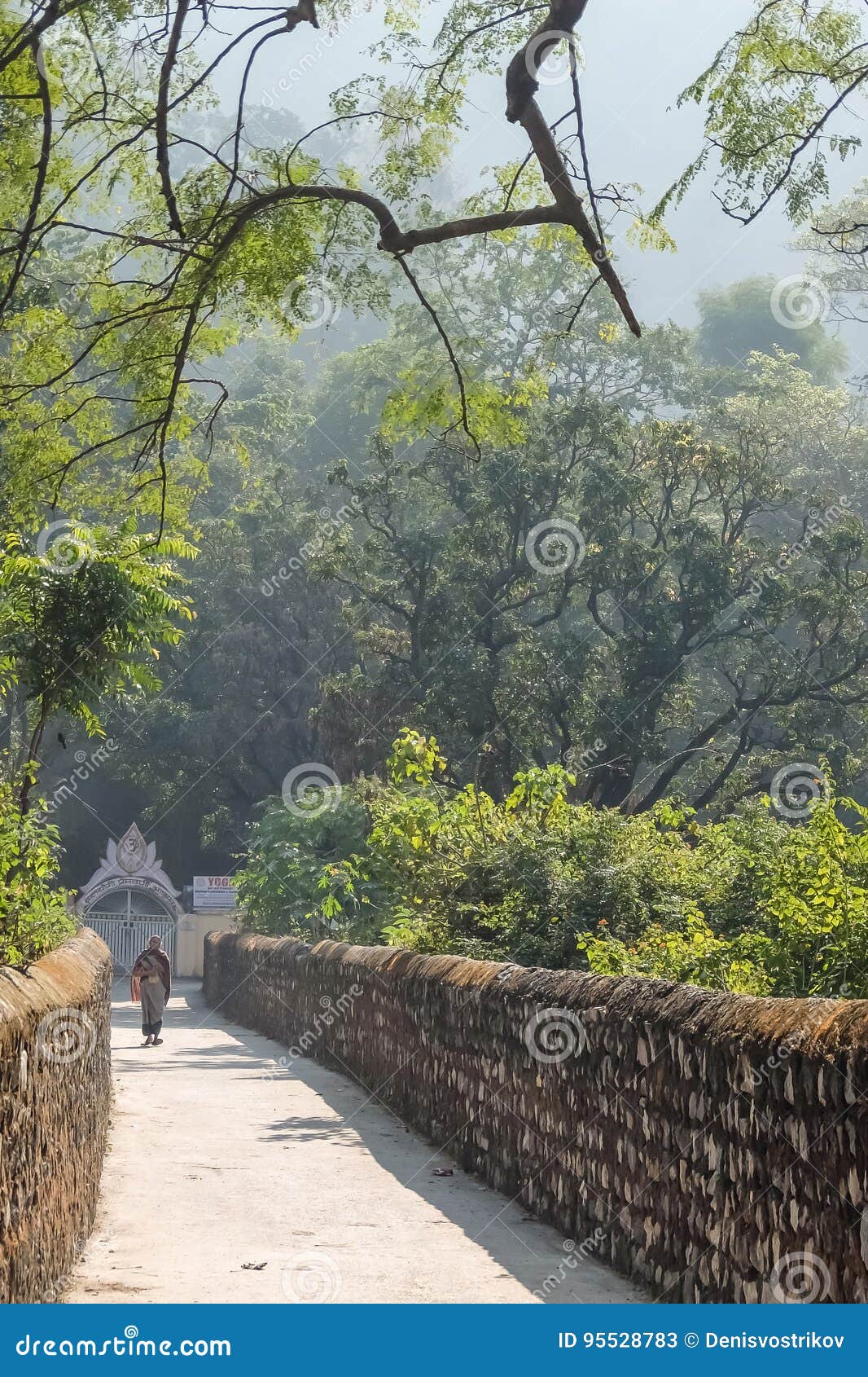 Beautiful Morning View in the Green Forest in Rishikesh, India ...