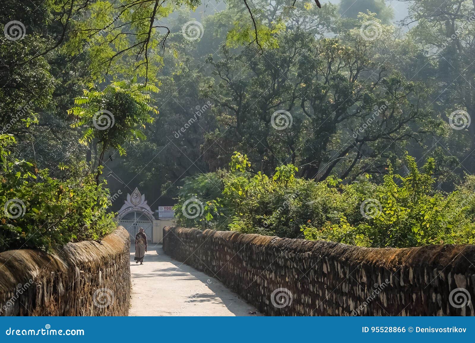 Beautiful Morning View in the Green Forest in Rishikesh, India ...