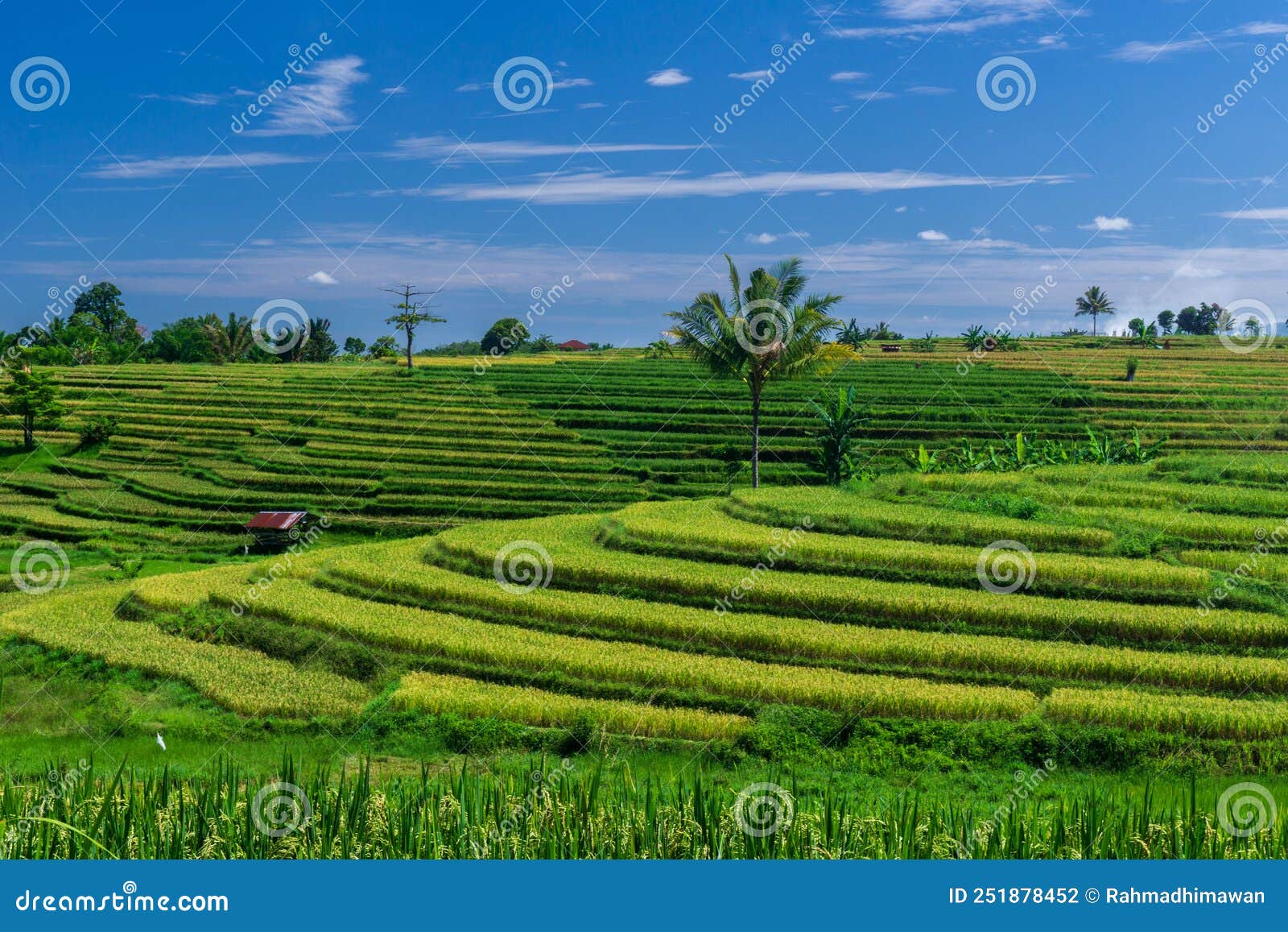 Beautiful Morning View in Indonesia. Panoramic View of Rice Fields with ...