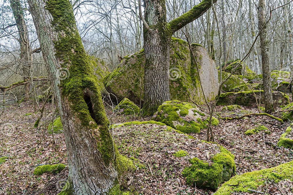 Beautiful Moss Covered Forest Ground Stock Image - Image of beautiful ...