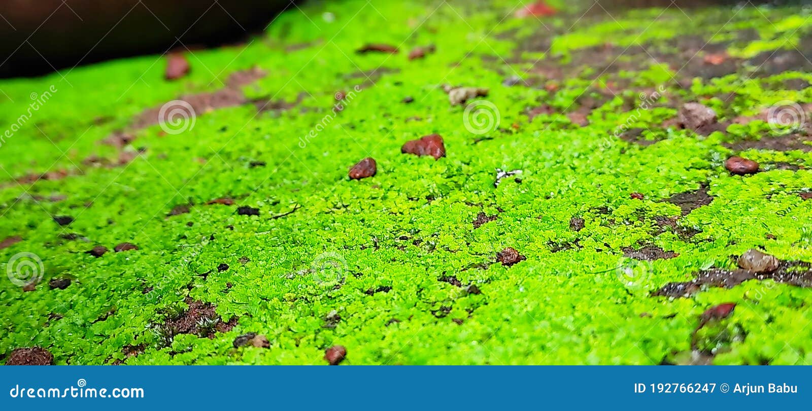 Beautiful moss in garden stock image. Image of flower - 192766247