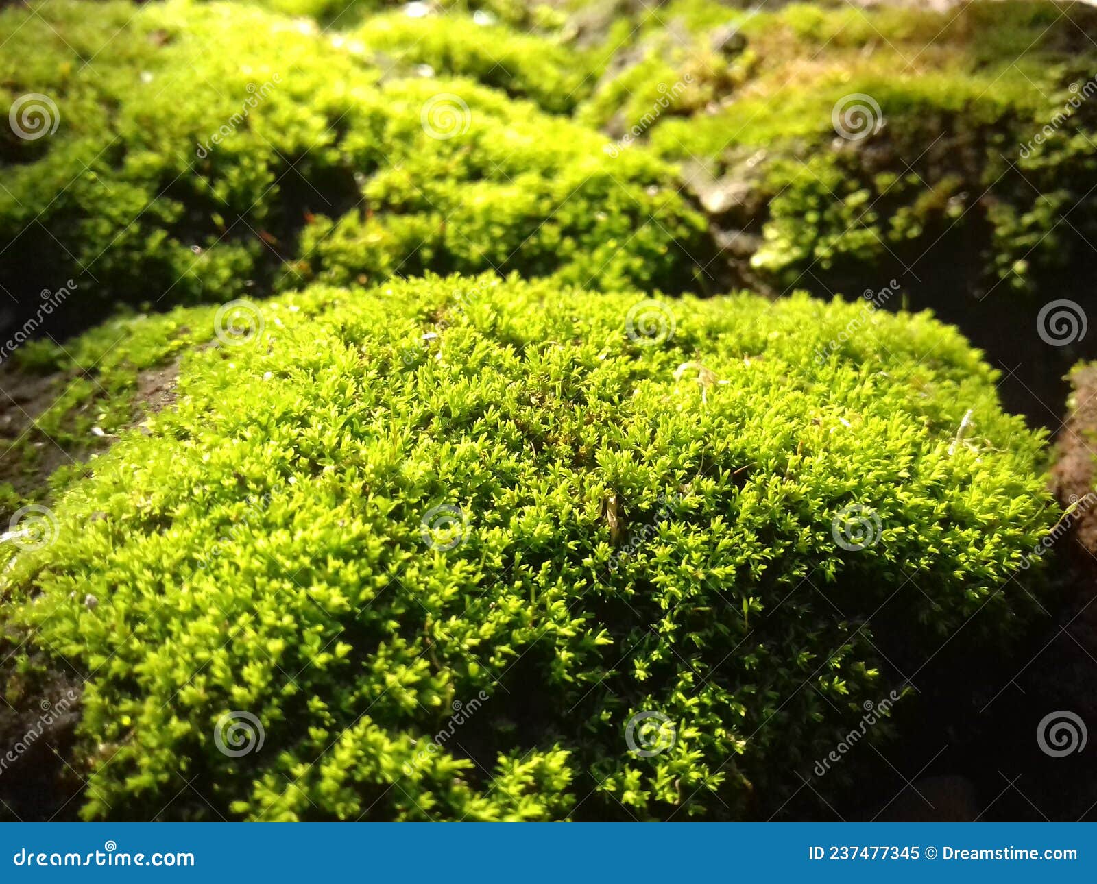 Beautiful Moss in the Morning Looks Very Cool Stock Image - Image of ...