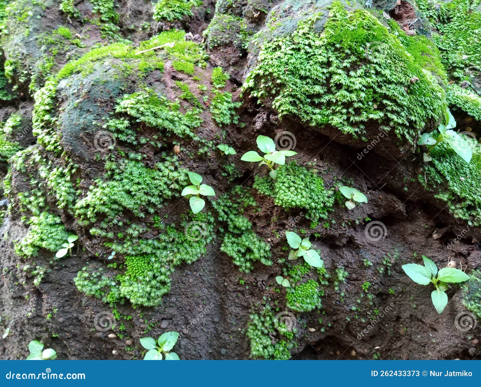 Beautiful Moss Plants and Very Amazing Stock Image - Image of ...